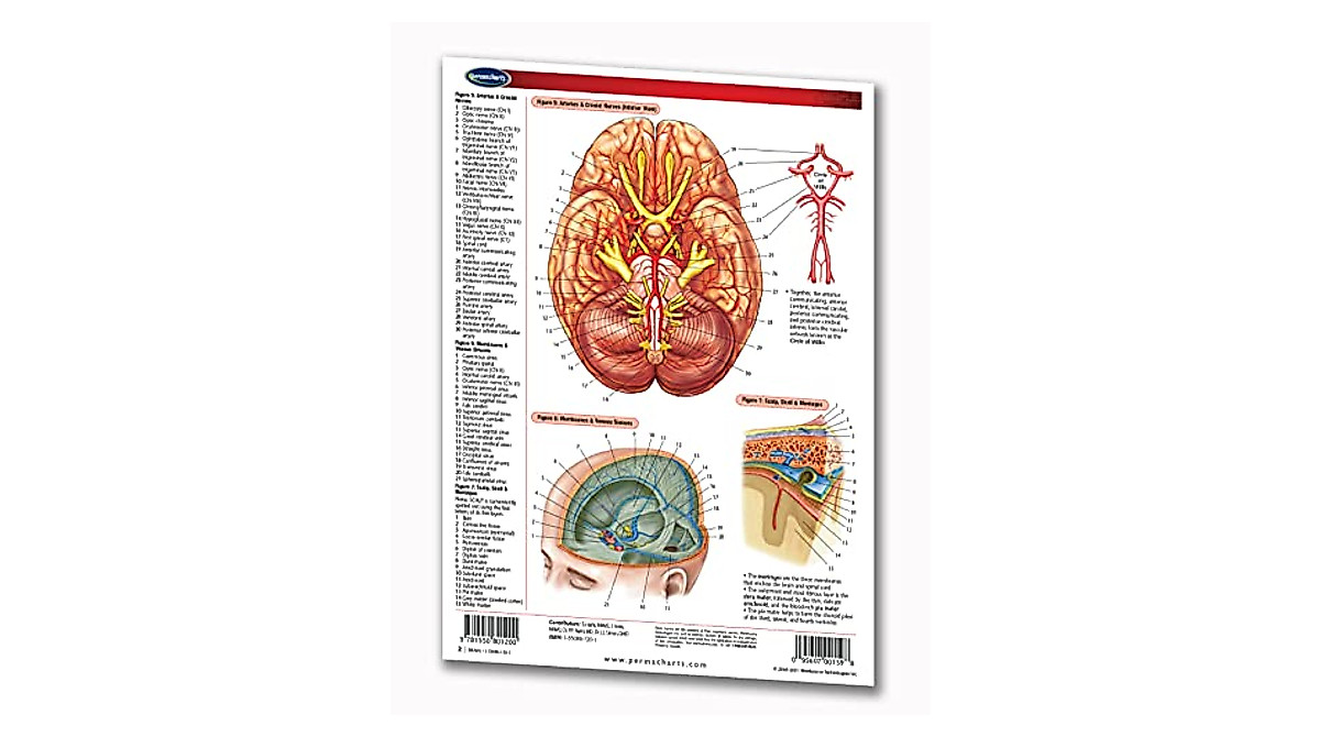 Permacharts Human Brain Chart | Quick Anatomical Reference Guide