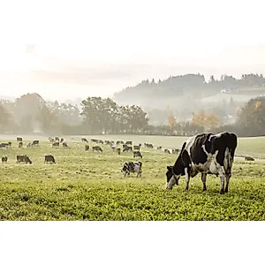 Organic Cultured Ghee - California Grassfed Cows - Award Winning Euro Styled High Fat Butter - Premium Black Label, 8 oz.