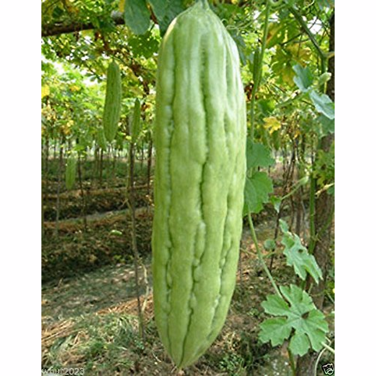 Bitter Gourds Seeds (Asian vegetable)"Green Skin" - 8-10" long - balsam pear(25 Seeds)