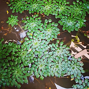 Mainam Mosaic Plant Ludwigia Sedoides Bundle US Nursery Live Aquarium Plants Decorations Freshwater Fish Tank Aquatic Plant3 Days Pond Tropical