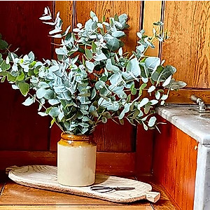 CHUXAY GARDEN Eucalyptus Cinerea Tree Seed,Argyle Apple,Silver Dollar Tree 25 Seeds Evergreen Tree Air Purifier Aromatic Adding a Decorative Appeal Low-Maintenance