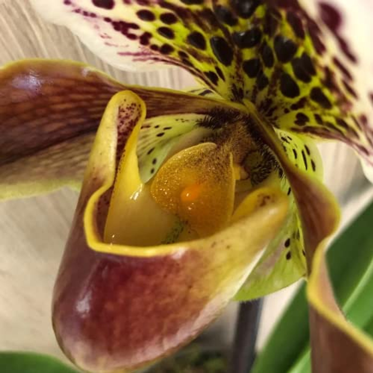 CHUXAY GARDEN Cypripedioideae-Lady's Slipper Orchids,Lady Slipper ...