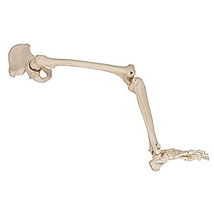 3B Scientific A36 Leg Skeleton w/Hip Bone - 3B Smart Anatomy