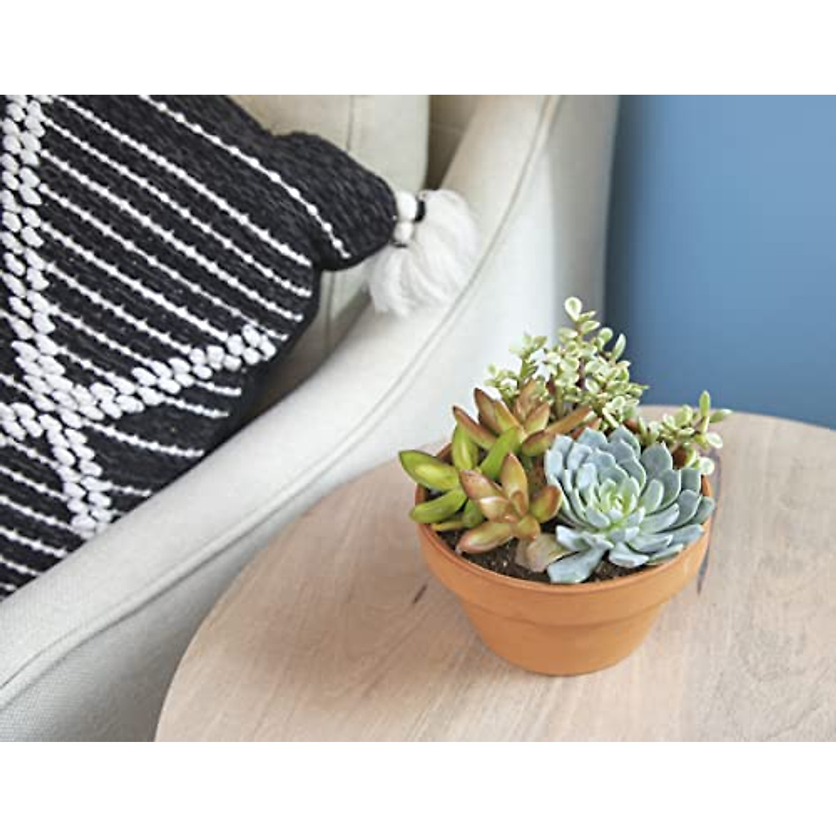 Live Succulents Assortment in Clay Pot, Garden Succulent Planter, Unique Gardening Gifts for Plant Lovers, Live Succulent Plants Live Plants, Live Succulents Plants Live Houseplants by Plants for Pets