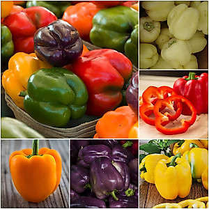 Seed Needs, Rainbow Bell Pepper Seeds - 100 Heirloom Seeds for Planting Capsicum annuum - Perfect for an Indoor or Outdoor Garden, Non-GMO & Untreated (1 Pack (100 Seeds))