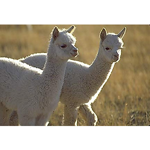 WARRIOR ALPACA SOCKS - Unisex Base Camp Alpaca Wool Hiking Socks for Men & Women - Black/Cinder X-Large