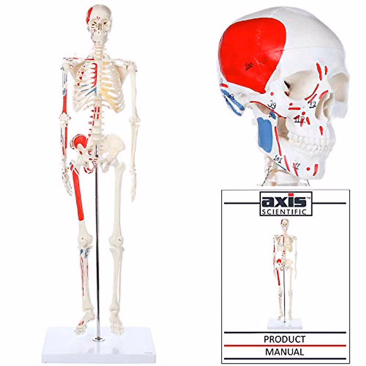 Axis Scientific Mini Human Skeleton Model with Metal Stand, 31" Tall, Painted and Numbered Muscle Insertion and Origin Points, Product Manual for Study and Reference, Easy to Assemble