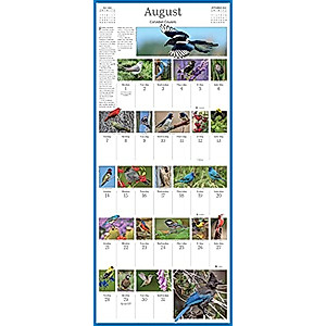 Audubon Songbirds and Other Backyard Birds Picture-A-Day Wall Calendar 2022: Your Daily Sighting of Songsters that Bring Color, Joy, and Sweet Melodies.