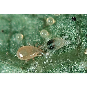 Neoseiulus californicus 25 sachets with 250 Mites