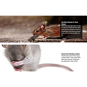 Harrier Hardware 24-Count Rat Mouse Snake Sticky Pest Baited Disposable Glue Traps Insect Spider Vermin