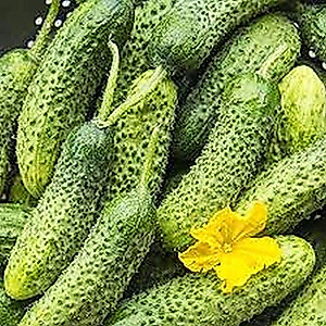 Miss Pickler F1 Cucumber Seeds - Excellent Choice for Home Gardens. Delicious(100 - Seeds)