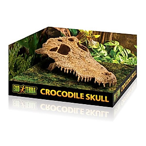 Exo Terra Terrarium Decor Croc Skull LQ, for Reptile and Amphibians