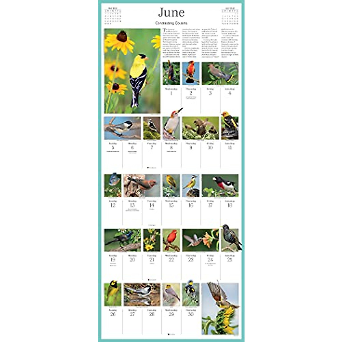 Audubon Songbirds and Other Backyard Birds Picture-A-Day Wall Calendar 2022: Your Daily Sighting of Songsters that Bring Color, Joy, and Sweet Melodies.