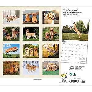 The Beauty of Golden Retrievers | 2024 14 x 24 Inch Monthly Deluxe Wall Calendar | Sticker Sheet | StarGifts | Animal Dog Breeds