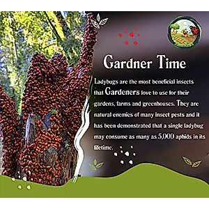 Gardner Time Live Ladybugs - Good Bugs for Garden - Ladybugs - Pre-Fed Hippodamia Convergens - Live Ladybugs - for Aphid Control and Other Insects - Guaranteed Live Delivery (1500)