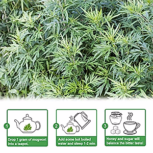 TEARELAE - Natural Mugwort Herb Dried Leaves - 4oz/114g - Mugwort Tea Loose Leaf - Non-GMO, Sulfur-free - 100% Pure Premium Dried Herbs - Help Sleep A Lucid Dream