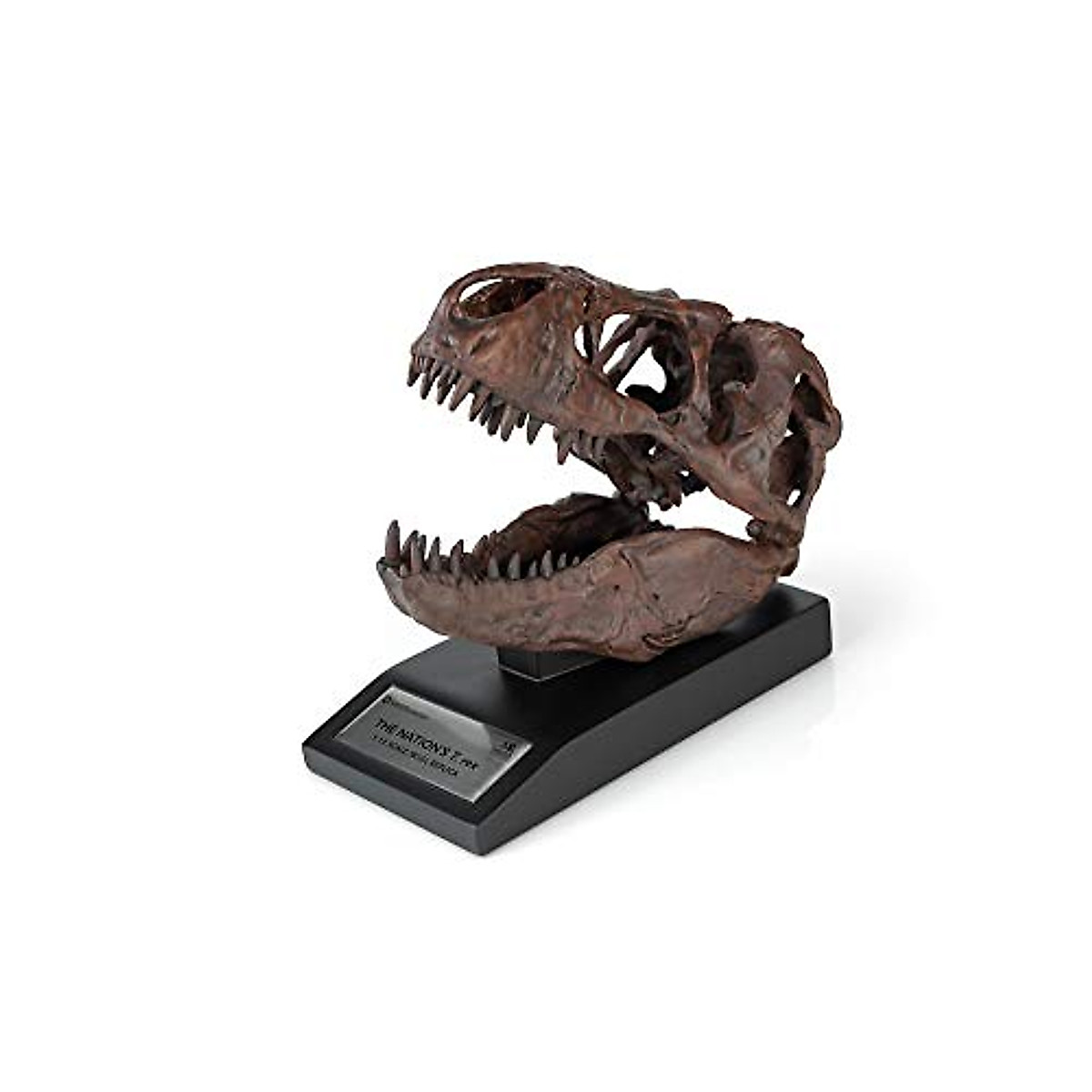The Nation's T-Rex Skull Statue | Smithsonian Fossil Replica | 6-Inch Tall Tyrannosaurus Rex Desk Statue | 1:10 Scale
