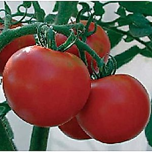 Rutgers Improved Tomato Seeds (20+ Seeds) | Non GMO | Vegetable Fruit Herb Flower Seeds for Planting | Home Garden Greenhouse Pack