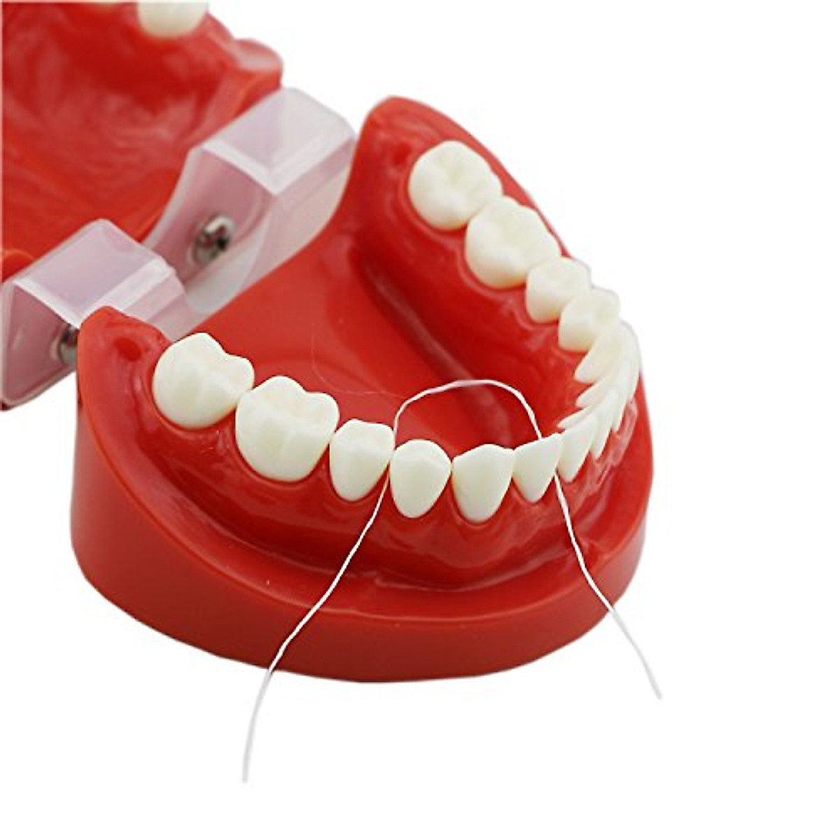 Dental Typodont Standard Teeth Model for Teaching Practice Demonstration Flossing Model for Adult