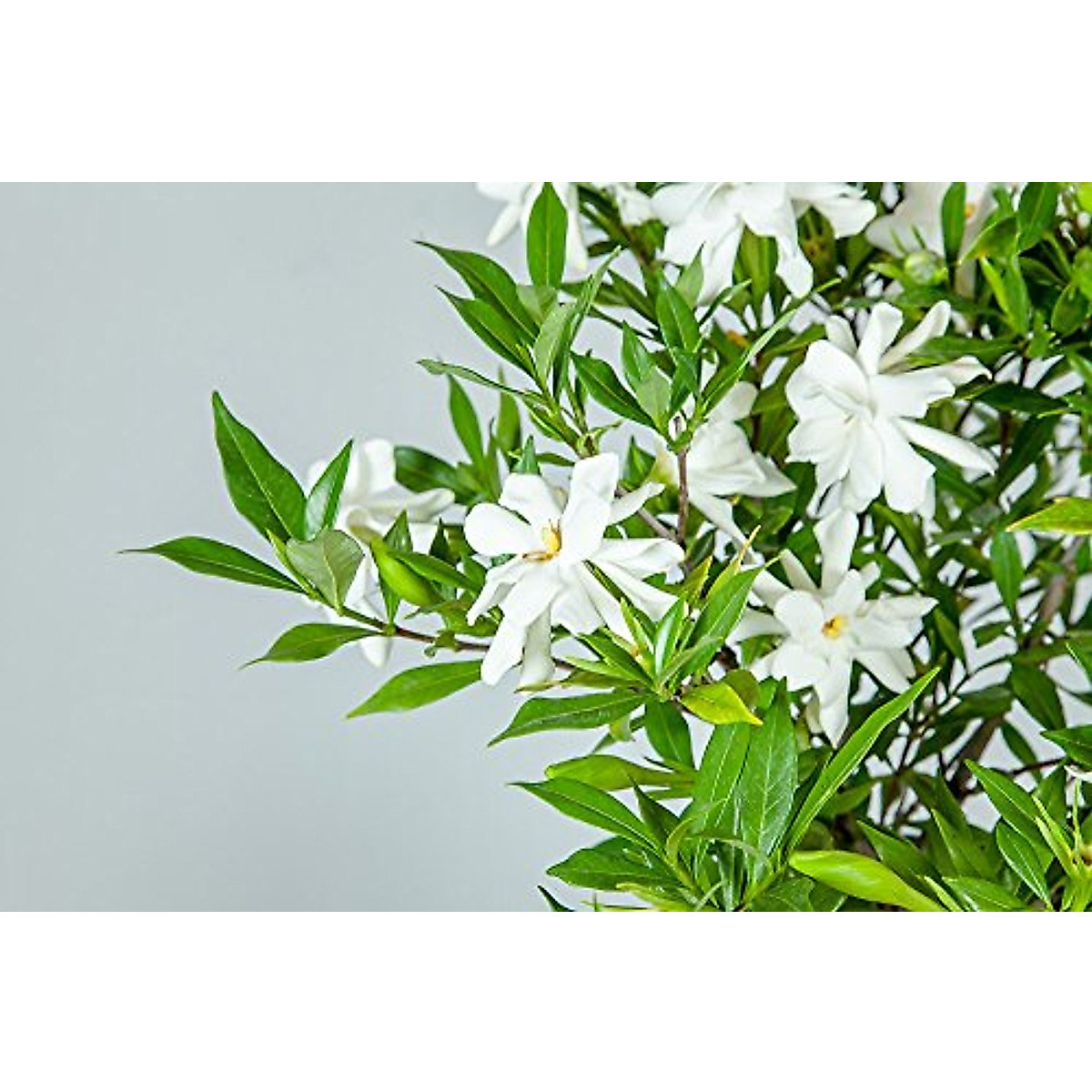 Perfect Plants Frostproof Gardenia Live Plant, 1 Gallon Pot