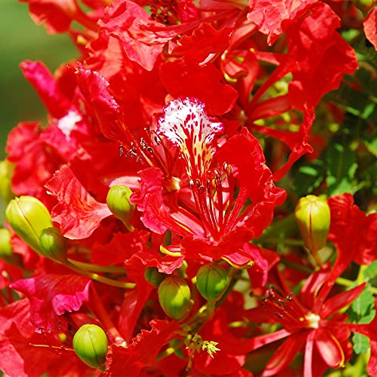 QAUZUY GARDEN 20 Seeds Delonix Regia B6 Royal Poinciana Flamboyant Flame Tree Gulmohar Showy Evergreen Tree Drought Tolerant Fast-Growing Low-Maintenance