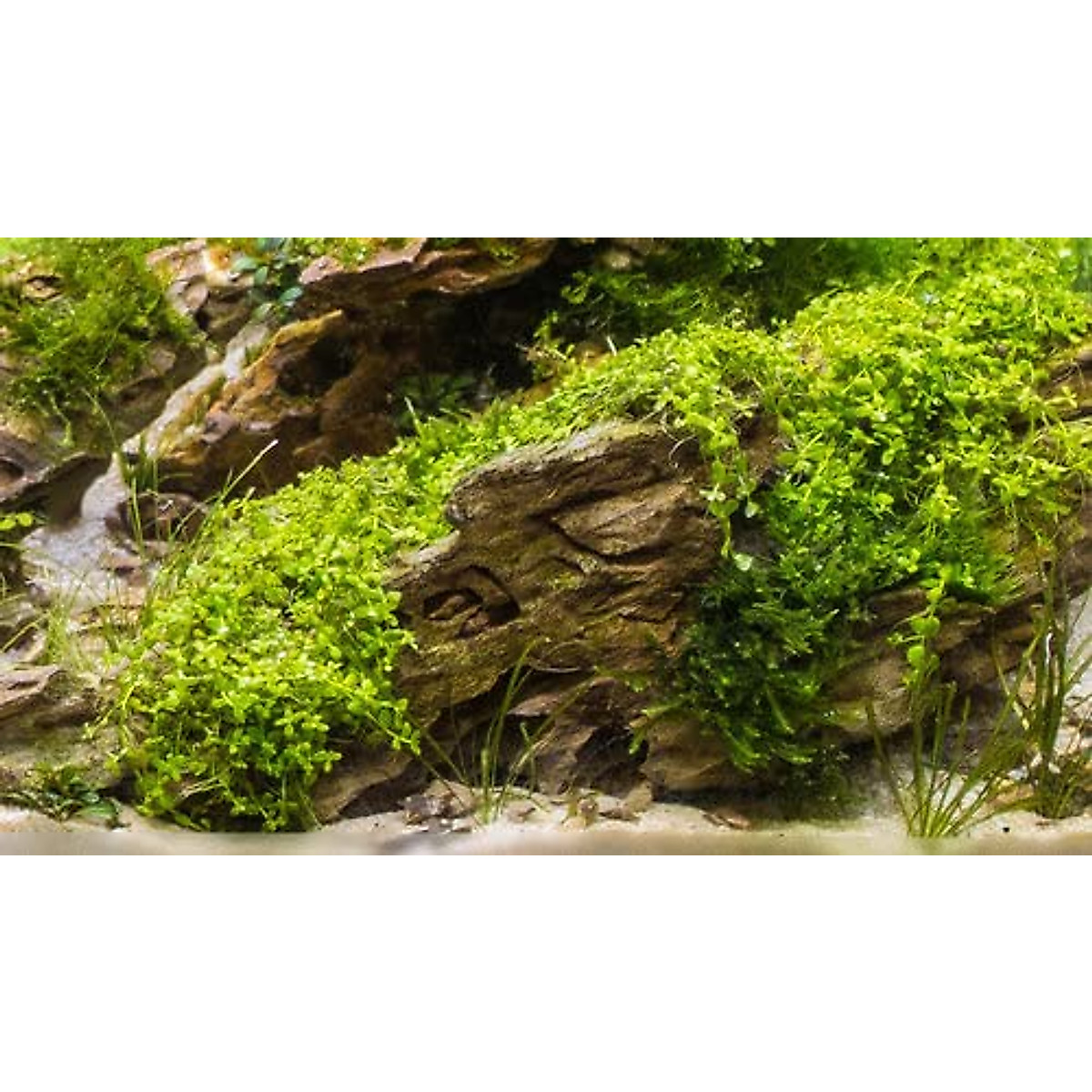 Marcus Fish Tanks - 3X Dwarf Baby Tears Hemianthus Callitrichoides Live Aquarium Plants