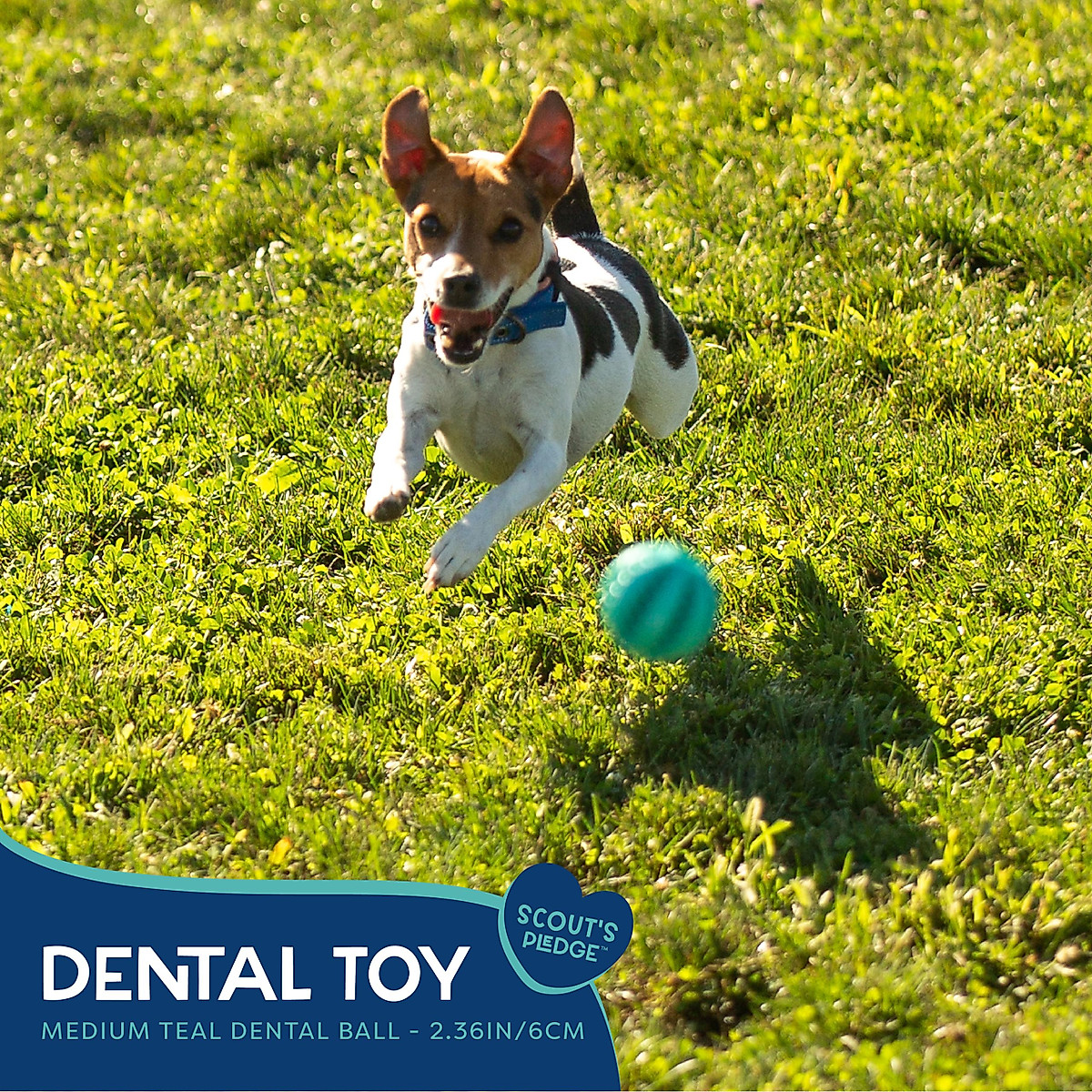 Good Scout Medium Rubber Dental Ball Dog Toy for Chewing, Best Dog Toy for Fetch, Chew Toy for Puppies & Adult Dogs, Dog Toy for Medium & Large Dogs with Rubber Teeth & Treat Storage,2.36-Inch(2-Pack)