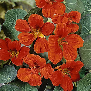 Outsidepride Tropaeolum Nasturtium Vesuvius Climbing, Vining, Flowering, Plants for Trellis, Fences, Arbors & More - 200 Seeds