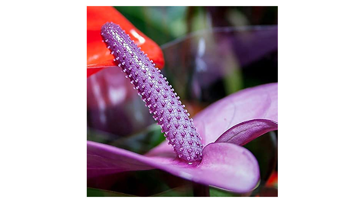 Buy Violet Anthurium Seeds for Indoor Air Purification & Decor