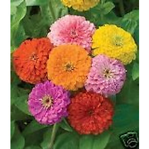 Seed Kingdom Zinnia California Giant Mix Nice Garden Flower Bulk 5,000 Seeds