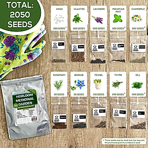 10 Medicinal Herb Seeds - Heirloom, Non GMO, USA Made - 2050 Most Needed Herbal and Medical Tea Seeds Pack for Planting Indoors and Outdoors - Lavender, Mountain Mint, Chamomile & More