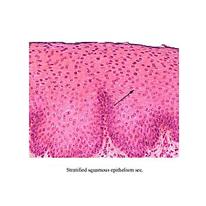 Prepared Epithelium Types Microscope Slides Set, Excellent 11pcs Specimens Representing The Major Types of Epithelium