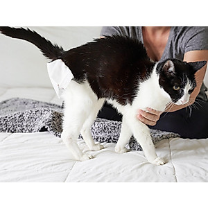 Pet Parents® Pet WiPees™ Gland, Dog Wipes for Paws & Butt, Cat & Dog Butt Wipes, Dog & Cat Gland Cleaning Wipes, 100ct (100 Count (Pack of 1), Natural)