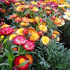 Strawflower Seeds - Swiss Giant Mix - Packet - Pink/Orange/Yellow Flower Seeds, Attracts Bees, Attracts Butterflies, Attracts Pollinators, Easy to Grow & Maintain, Cut Flower Garden