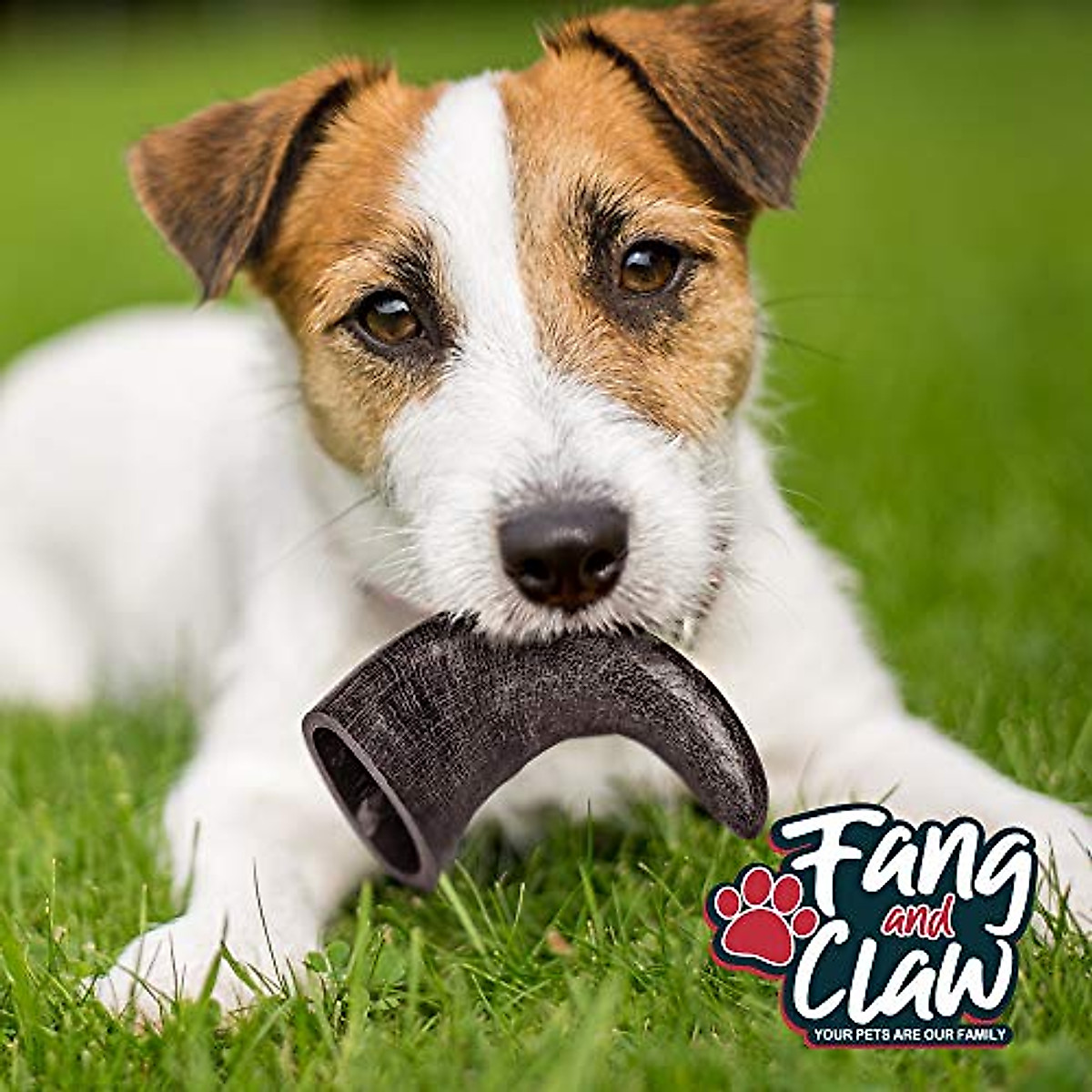 Water Buffalo Horn Dog Chew 4 Pack - Small 4" - All Natural Free Range Grass Fed Single Source Protein - No Chemicals, Additives, Hormones - Long Lasting, Good for Aggressive Chewers