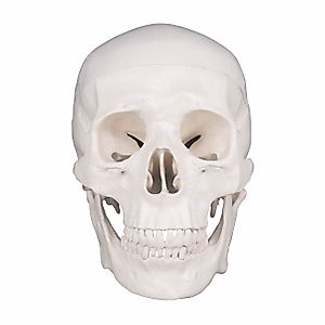 Human Skull Model, Life Size 3-Part Anatomical Model with Removable Skull Cap and Articulated Mandible for Medical Student Human Anatomy Study Course