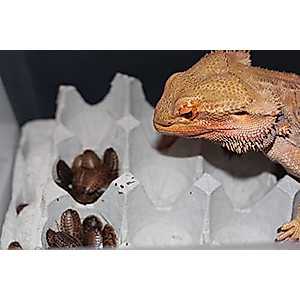 Live Dubia Roaches - 200 Medium Sized (3/8" to 3/4") Dubia Cockroaches - Living Pet Food for Reptiles, Amphibians, Rodents, Birds, Bearded Dragons, Leopard Geckos, Frogs, Tarantulas, Chameleons