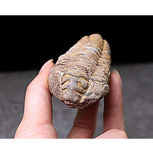 Large Authentic Arthropod Real Trilobite Fossil Come 450 Million Years ago for Collections and Education