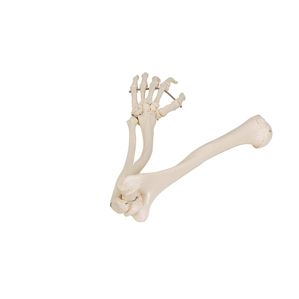 3B Scientific A45 Arm Skeleton - 3B Smart Anatomy