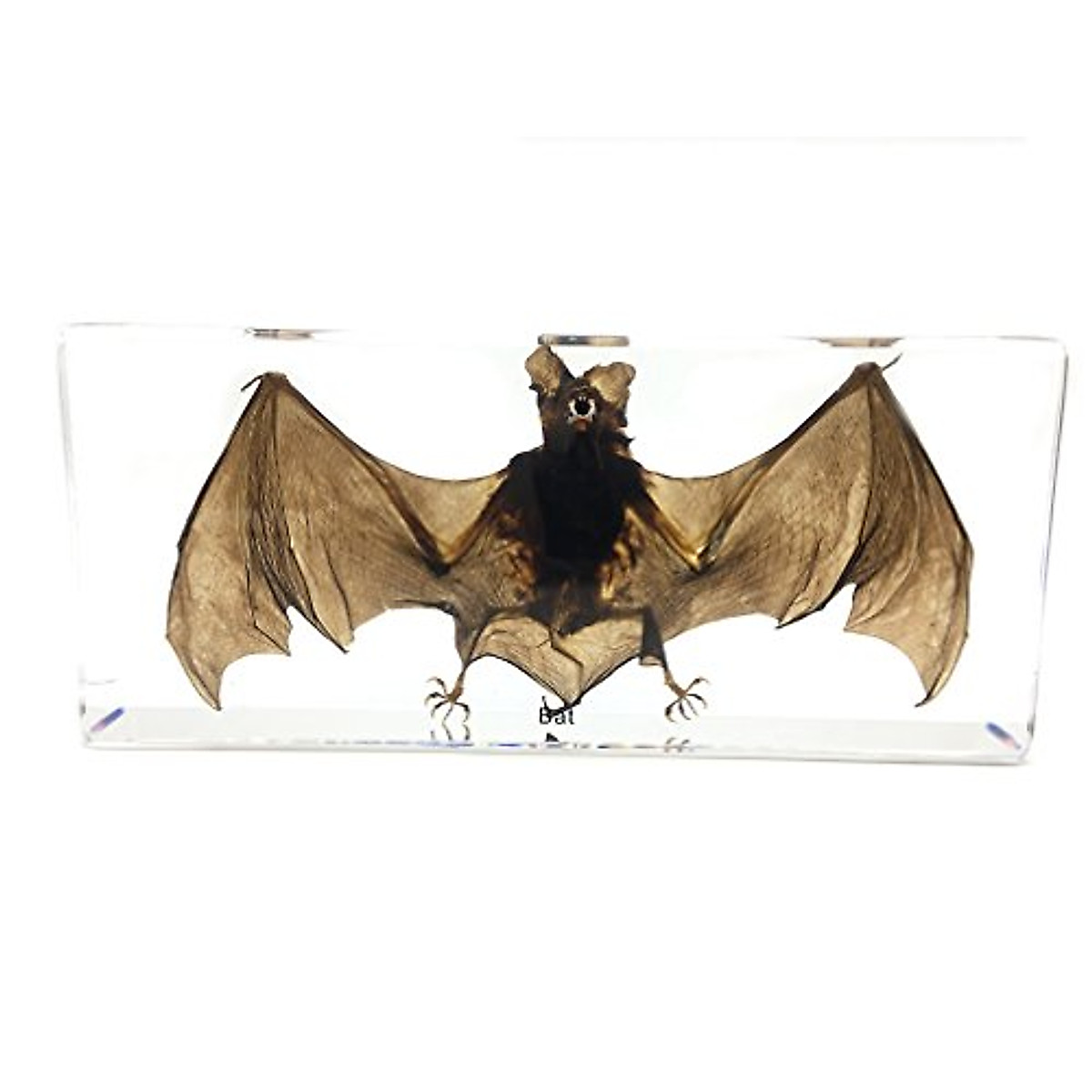 X-Large Taxidermy Real Bat Specimens Science Classroom Specimen for Science Education（7.9x3.6x1.6 inch）