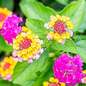100 Pcs Mix Lantana Flower Seeds Lantana Camara Seeds for Planting Home Garden Non-GMO