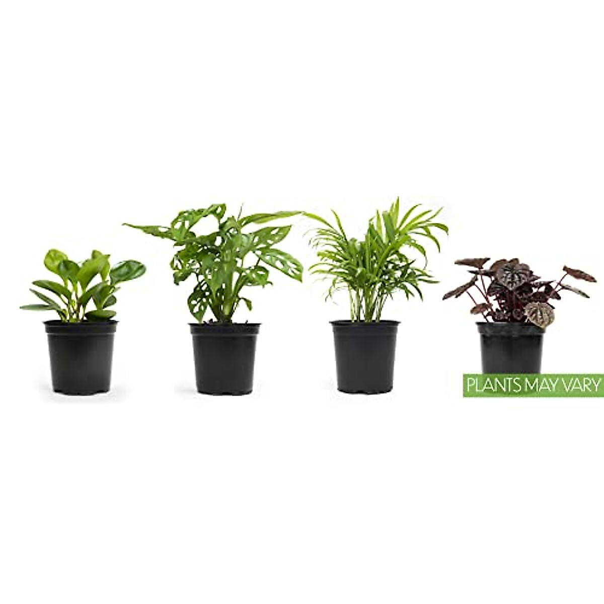 Altman Plants, Classic Houseplant Collection (4PK) Live Plants Indoor Plants Live Houseplants in Plant Pots, Easy House Plants Indoors Live, Snake Plant, Pothos in Potting Soil, Clean Air Plants