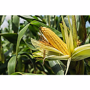 "Kandy Corn" Sweet Corn Seeds, 25 Heirloom Seeds Per Packet, (Isla's Garden Seeds), Non GMO Seeds, Botanical Name: Zea mays