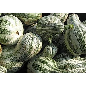 Green Striped Cushaw Pumpkin Seeds, (Crookneck Winter Squash) 25 Heirloom Seeds Per Packet, Non GMO Seeds, Botanical Name: Cucurbita argyrosperma, Isla's Garden Seeds