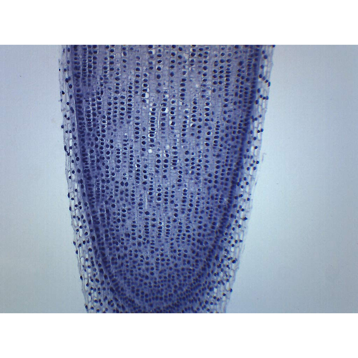 EISCO (Pack of 10) Allium Root Tip, Longitudinal Section - Prepared Microscope Slides - Classroom Pack, 10 Slides in Storage Case - Biology & Microscopy