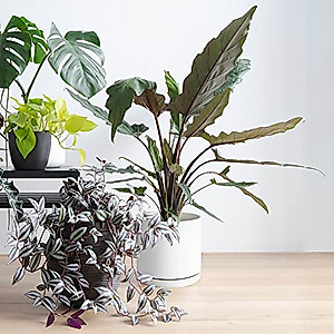 D'vine Dev 10 Inch Ceramic Planter Pot with Drainage Hole and Saucer, Indoor Cylinder Round Planter Pot, White, 94-O-L-1