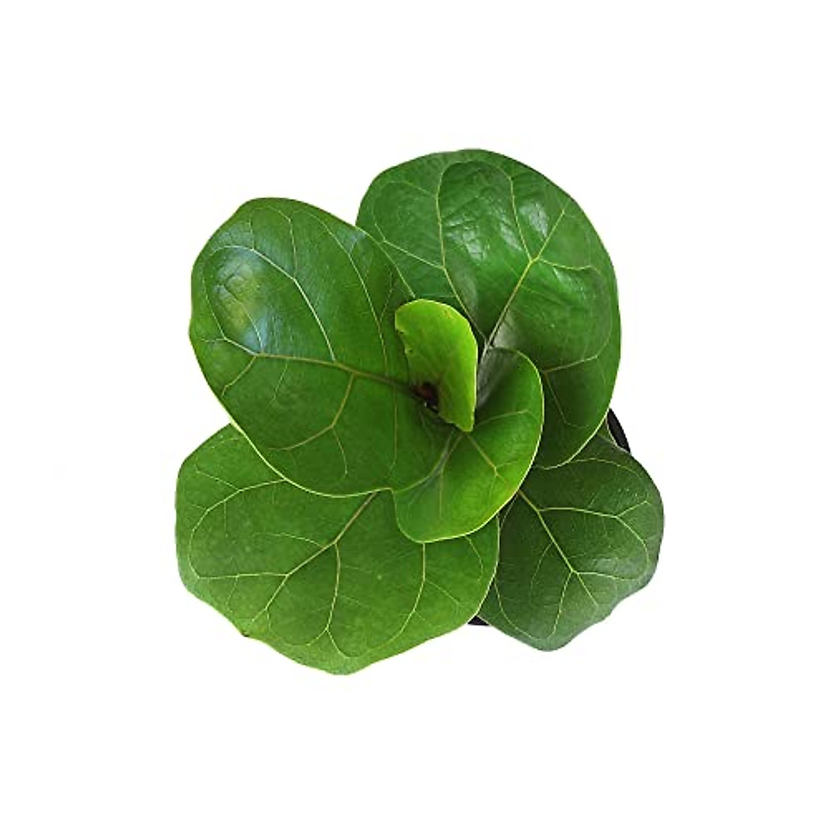 Plants for Pets Ficus Lyrata Fiddle Leaf Fig Plant, House Plants Indoors Live Ficus Tree Live Plant, Fig Trees Live Plants Indoor Plants Live Houseplants Fig Plants Live in Planter Pot in Soil Mix