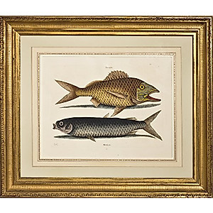 The Grunt & Mullet Fish