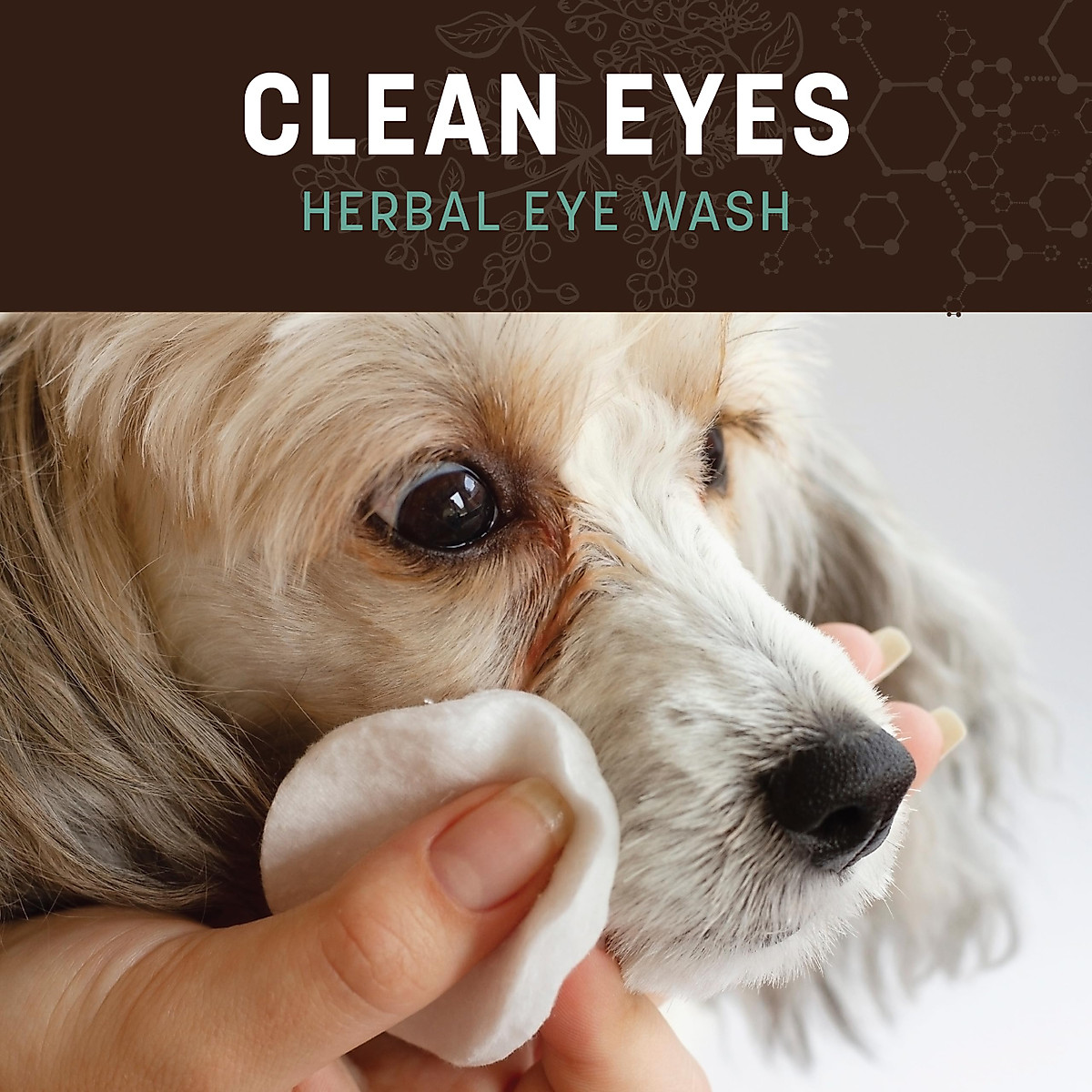 Earth Animal Herbal Remedies | Clean Eyes Eye Wash | 4 fl oz