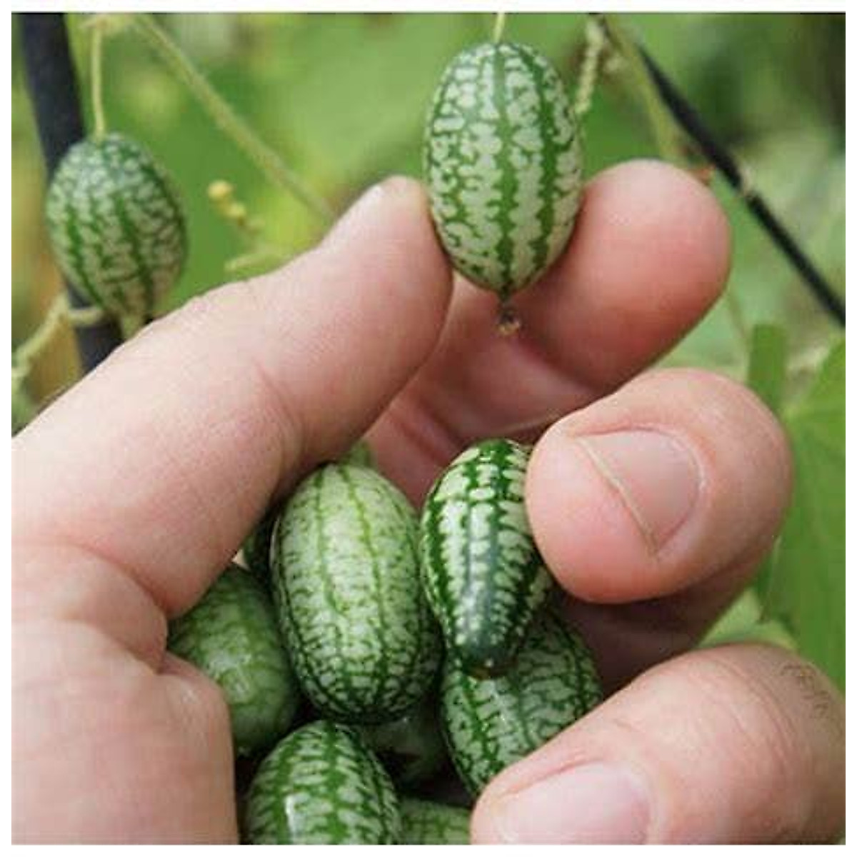 Mini Thumb Watermelon Fruit Vegetables Seeds 60+ Cucamelon Mexican Sour Gherkin Melothria scobra for Home Garden Outdoor Yard Farm Planting